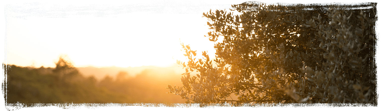 Update About Monte Sahaja